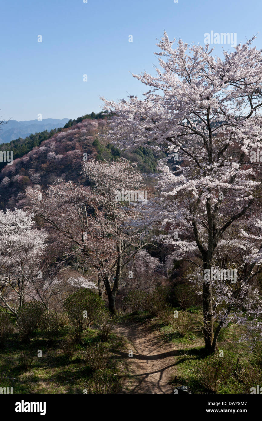 Cherry blossoms on mt yoshino hi-res stock photography and images - Alamy