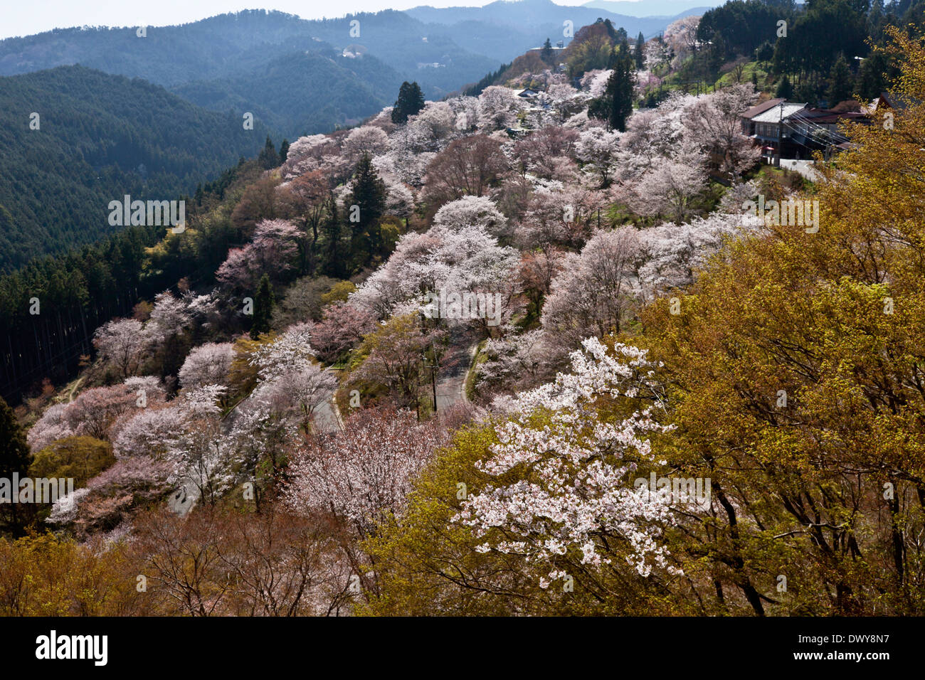 Cherry blossoms on mt yoshino hi-res stock photography and images - Alamy