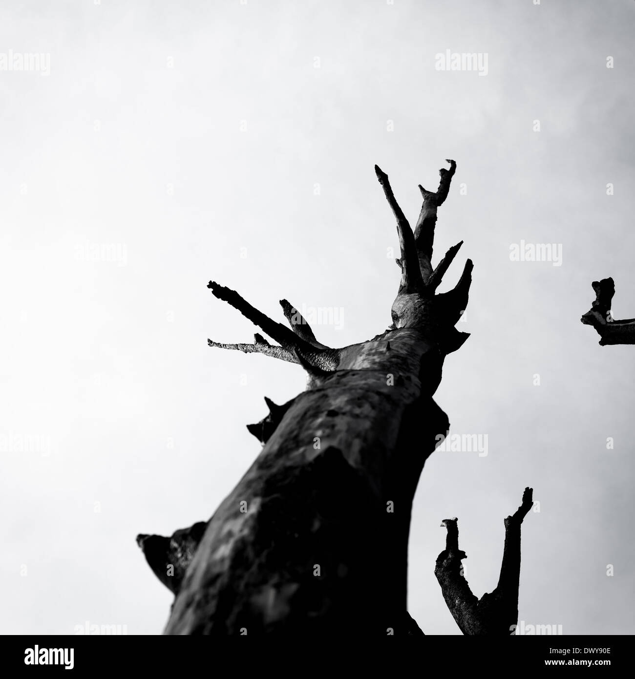 Big wildfire smoke clouds hi-res stock photography and images - Alamy