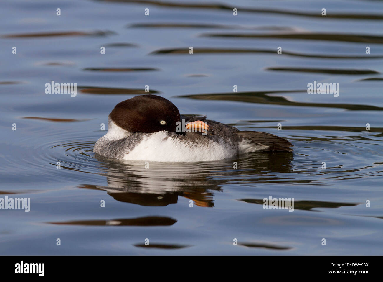 Bucephala clangula female preening hi-res stock photography and images ...