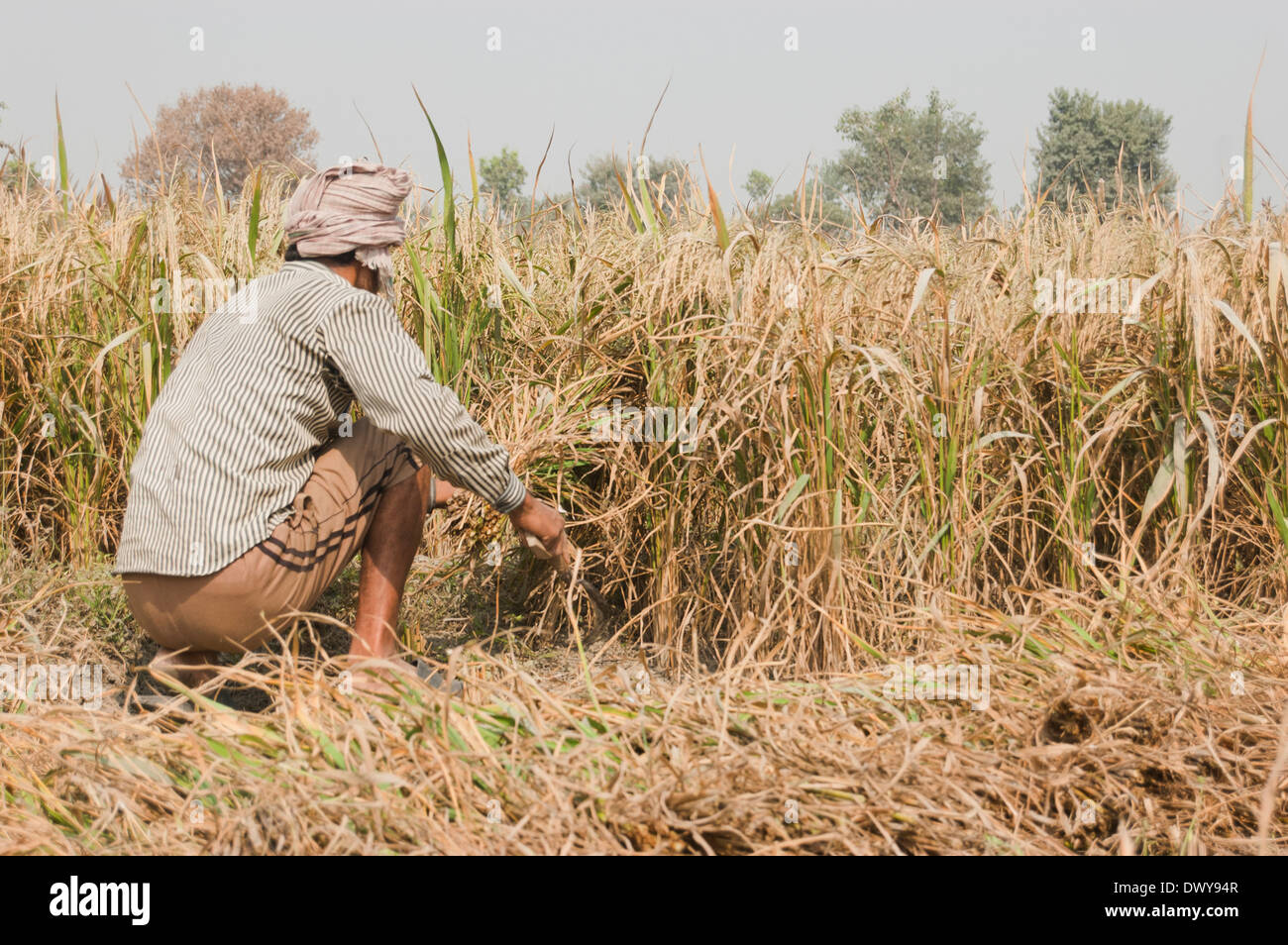 Working in paddy field hi-res stock photography and images - Alamy