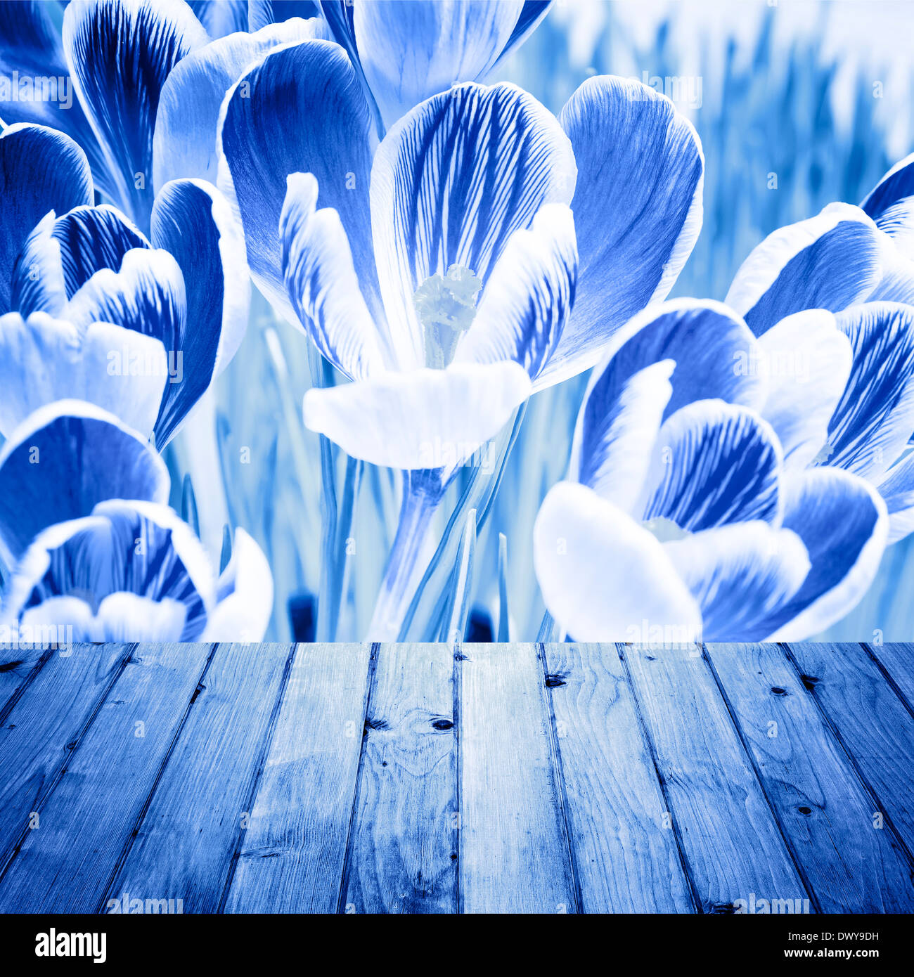 Spring background with crocuses and wooden parquet Stock Photo - Alamy