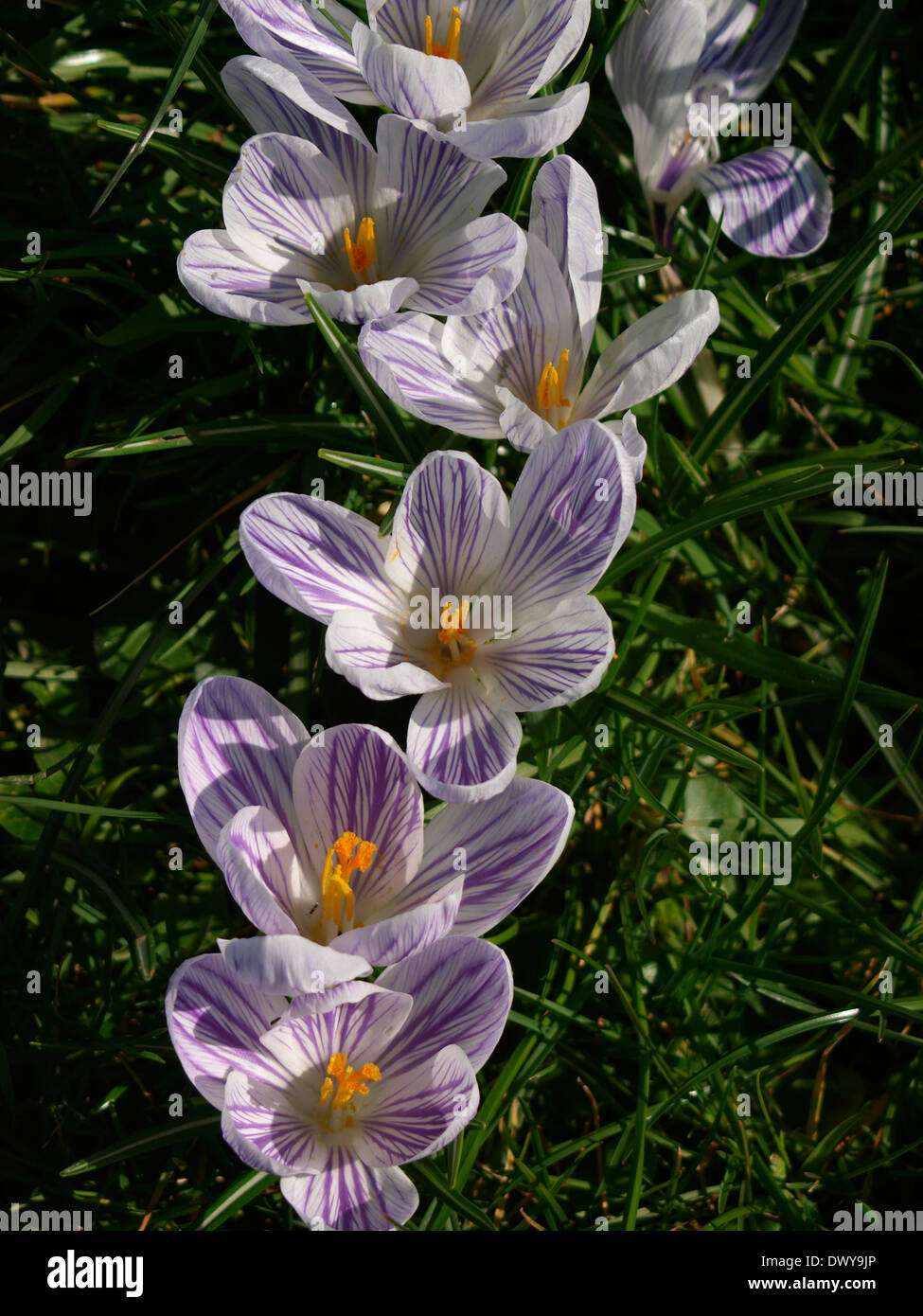 Row of flowers hi-res stock photography and images - Alamy
