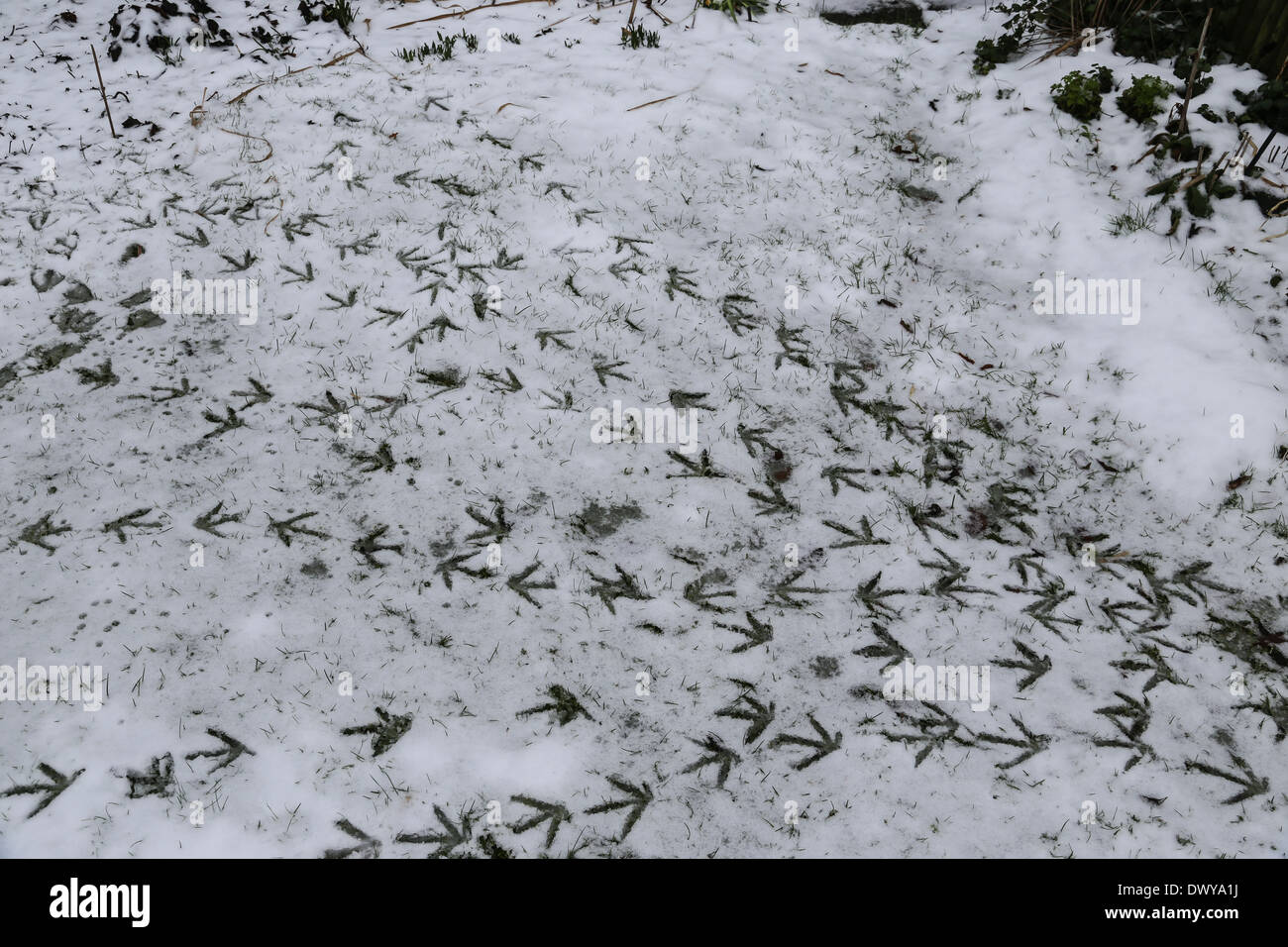 Footprints birds hi-res stock photography and images - Alamy
