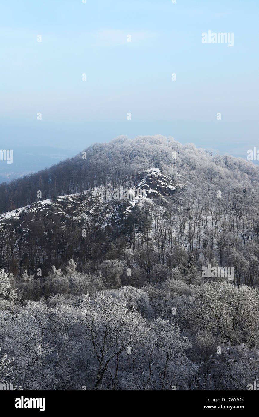 Hoare frost covered trees on a wooded hillside seen from Wartburg ...