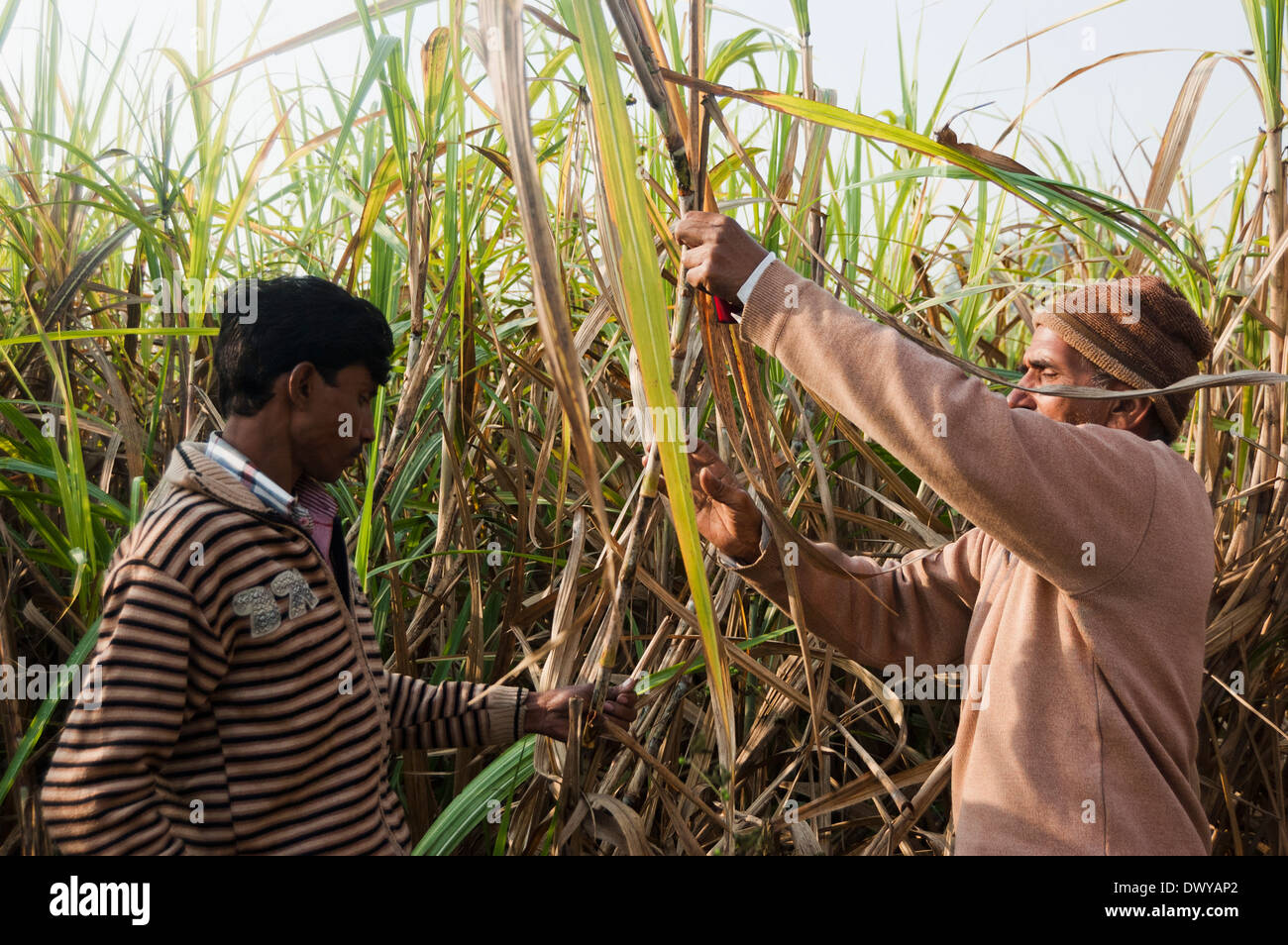 Indian Farmer Working in Farms Stock Photo - Alamy