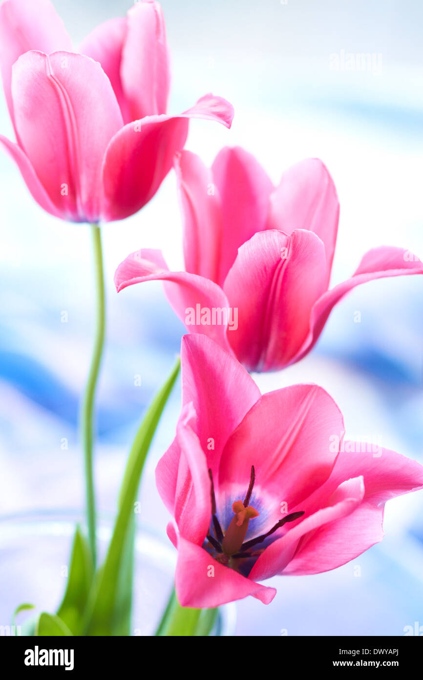 Three red Tulips Stock Photo - Alamy