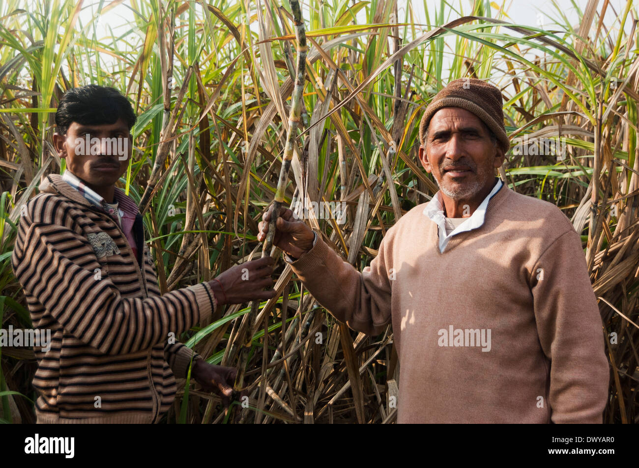 Indian Farmer Working in Farms Stock Photo - Alamy