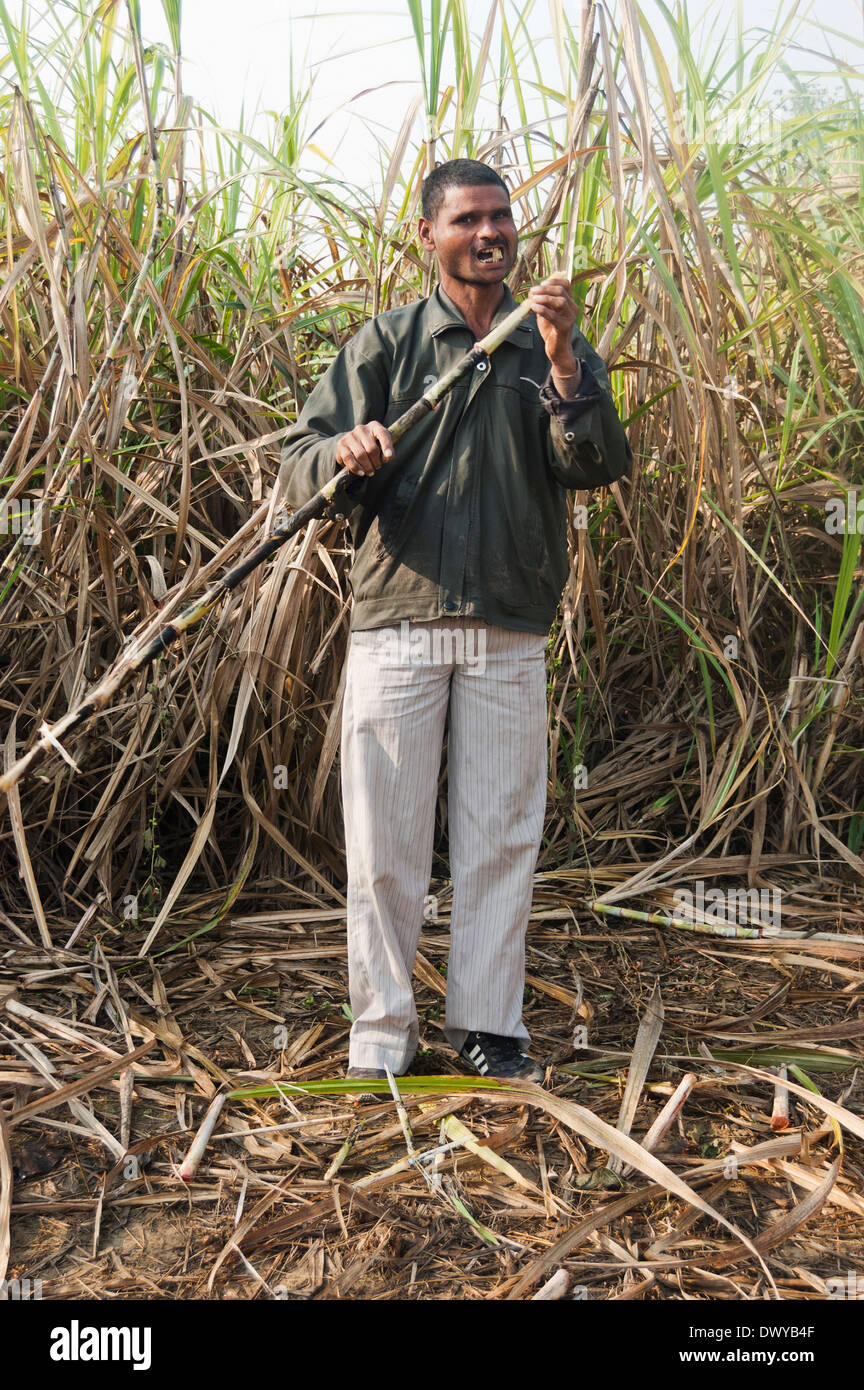 Man Eating Sugar Cane High Resolution Stock Photography and Images - Alamy