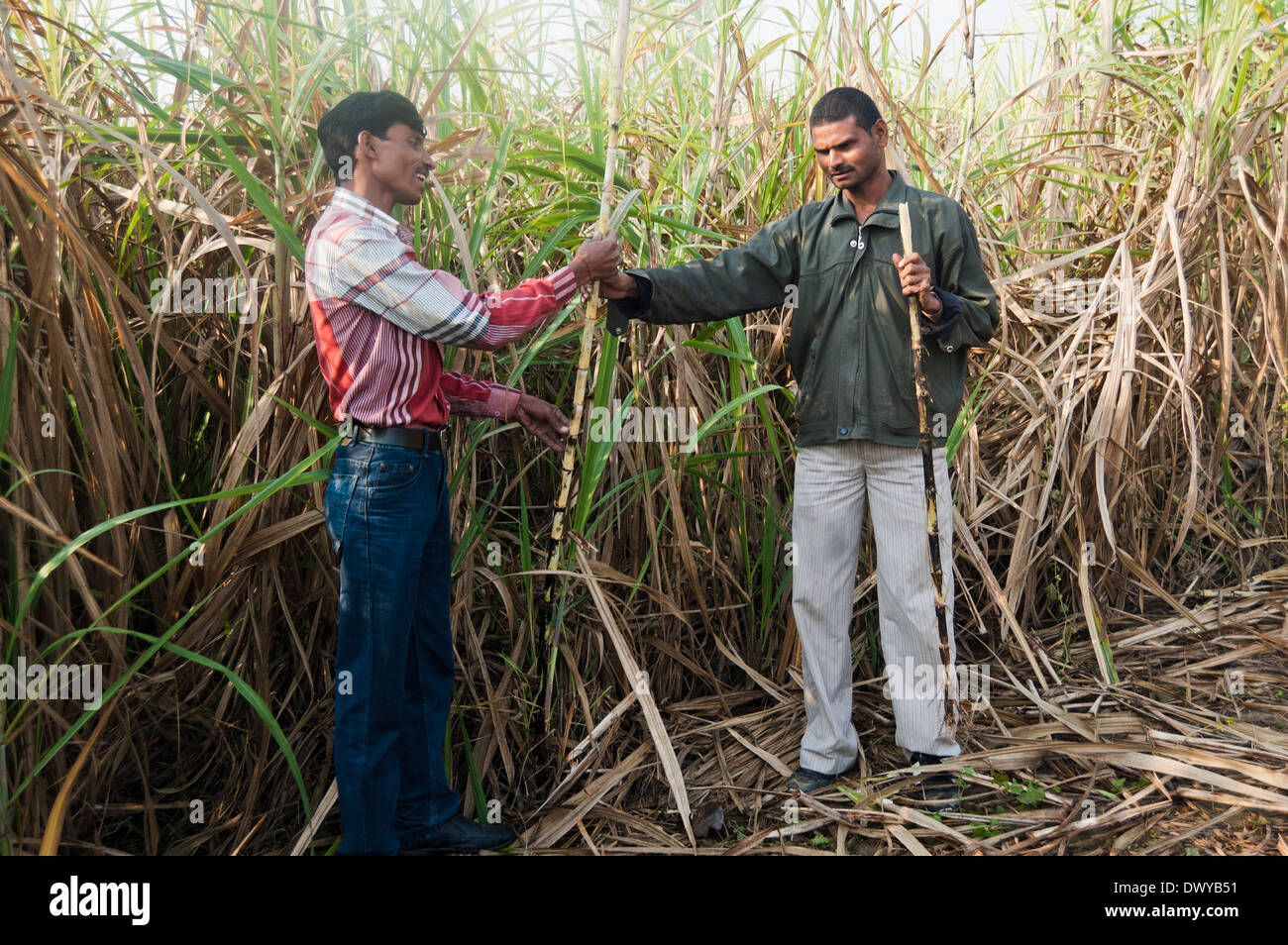 Indian Farmer Working in Farms Stock Photo - Alamy