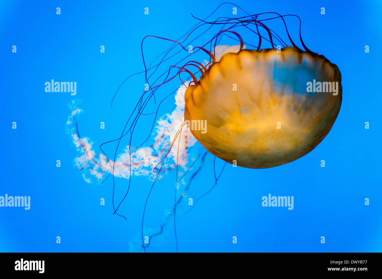 Jellyfish floating in water Stock Photo - Alamy