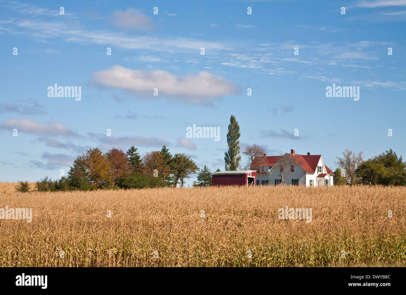 Rural scene of farmhouse and outbuilding beyond a maize field, New ...