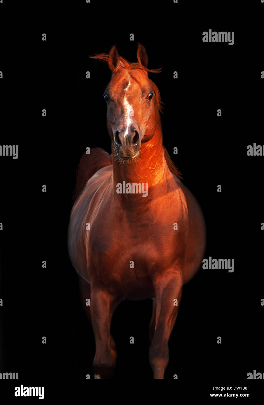 Galoping Horse High Resolution Stock Photography and Images - Alamy