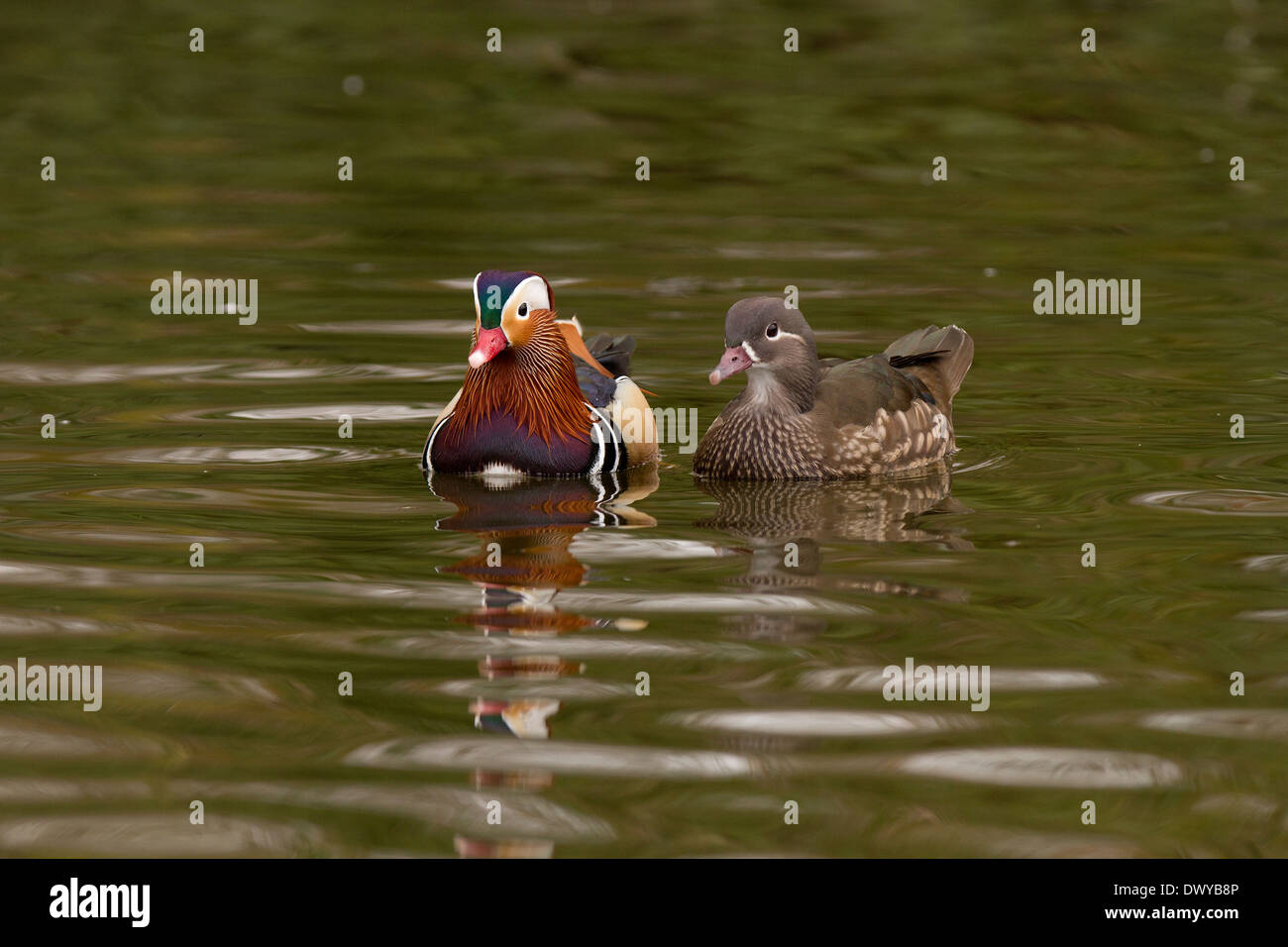 Female aix galericulata hi-res stock photography and images - Alamy