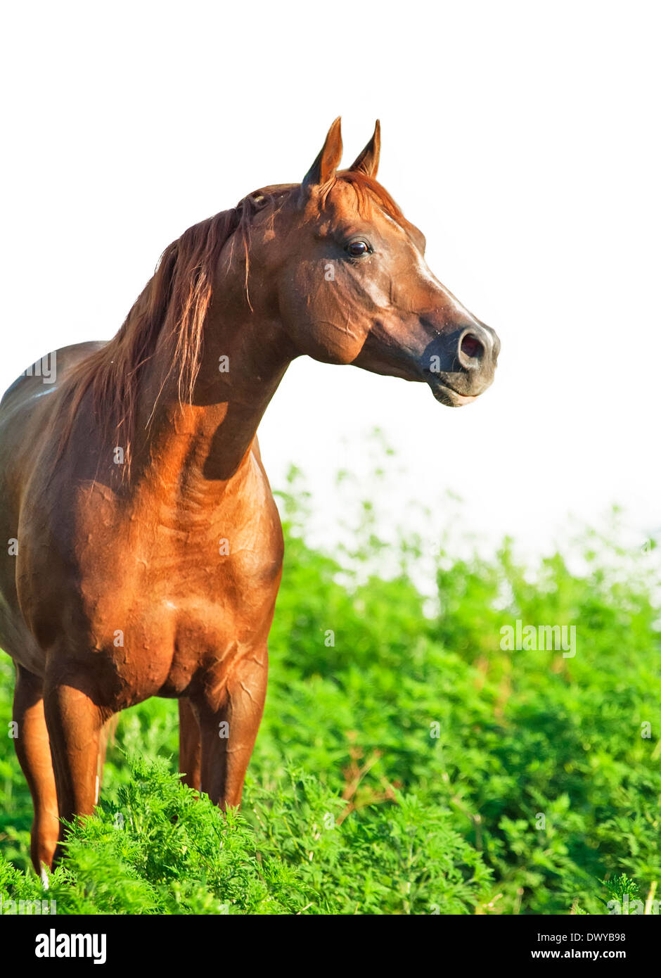 Sorrel horse hi-res stock photography and images - Alamy