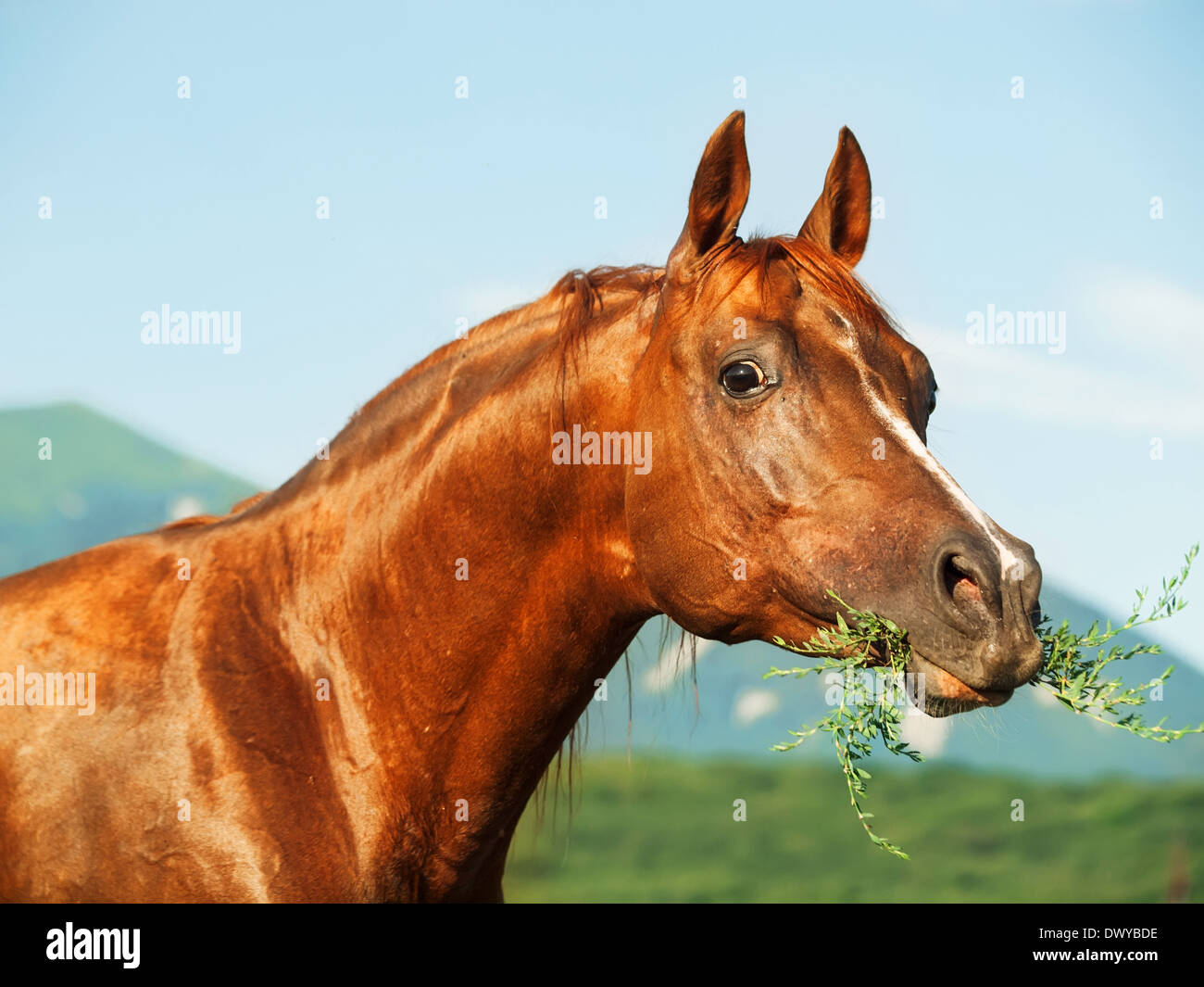 Chestnut horse portrait hi-res stock photography and images - Alamy