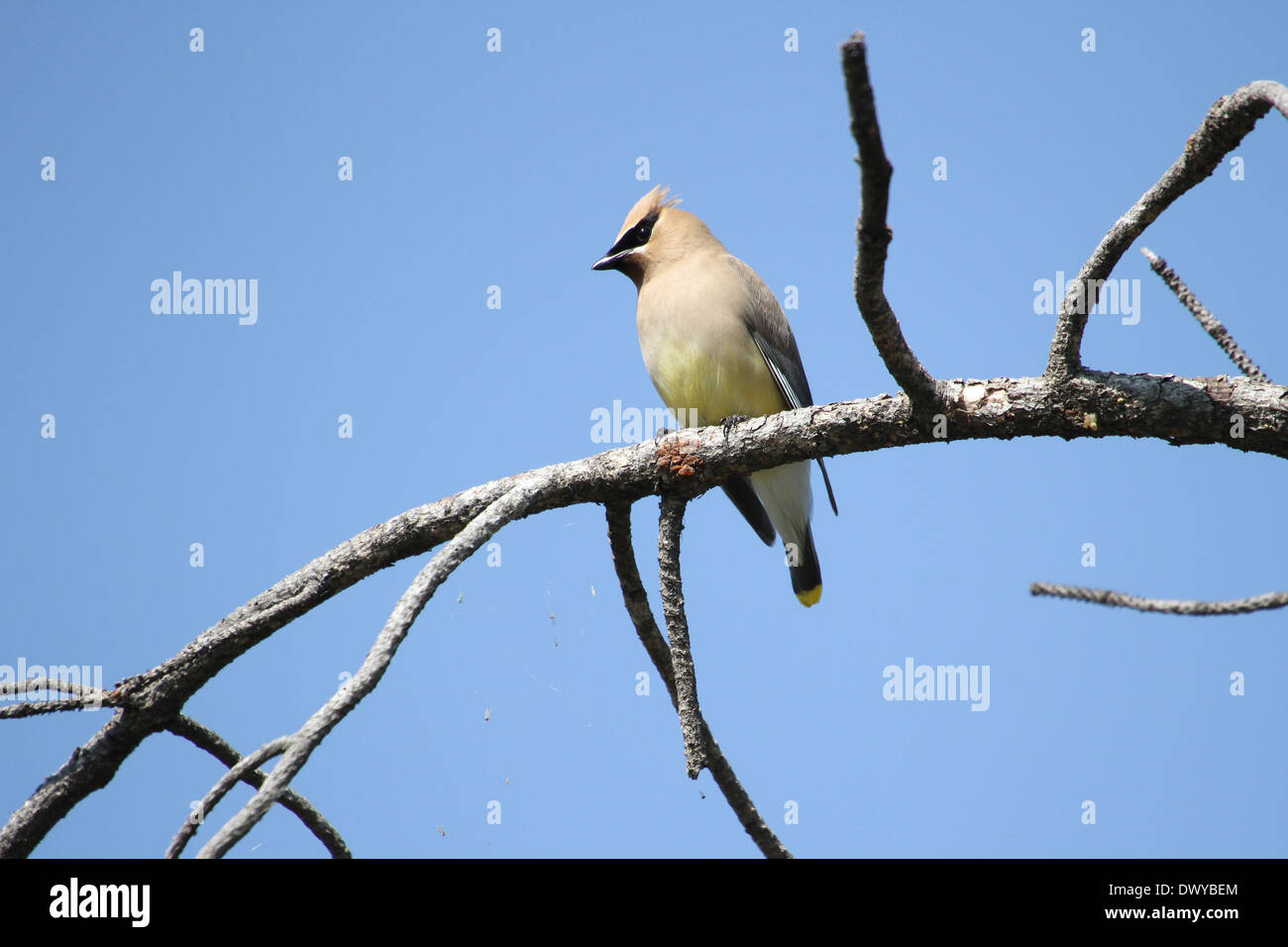 Cedar Waxwing with blue sky Stock Photo - Alamy