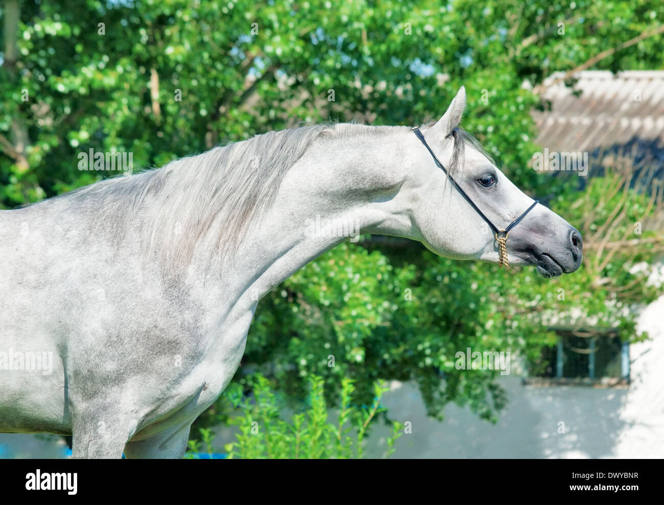 White gray horse hi-res stock photography and images - Alamy