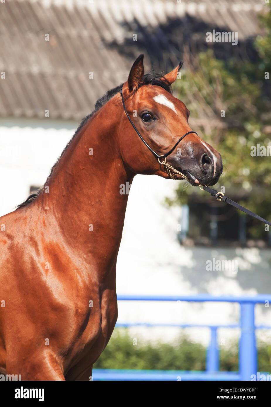 Colt stallion hi-res stock photography and images - Alamy