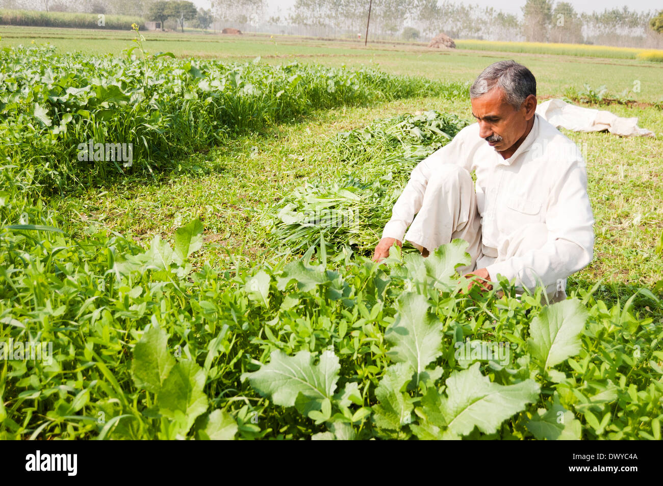 1 Indian Farmer Working in Farm Stock Photo - Alamy