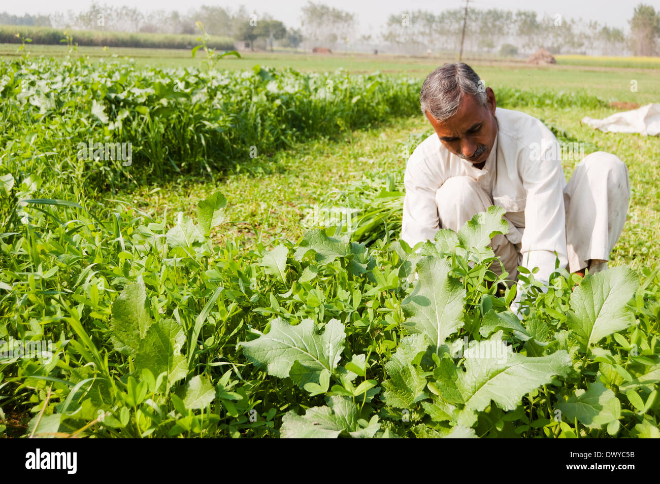 1 Indian Farmer Working in Farm Stock Photo - Alamy