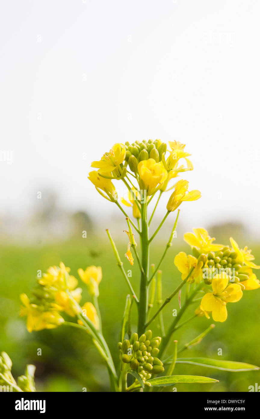 Beauty mustard flowers hi-res stock photography and images - Alamy