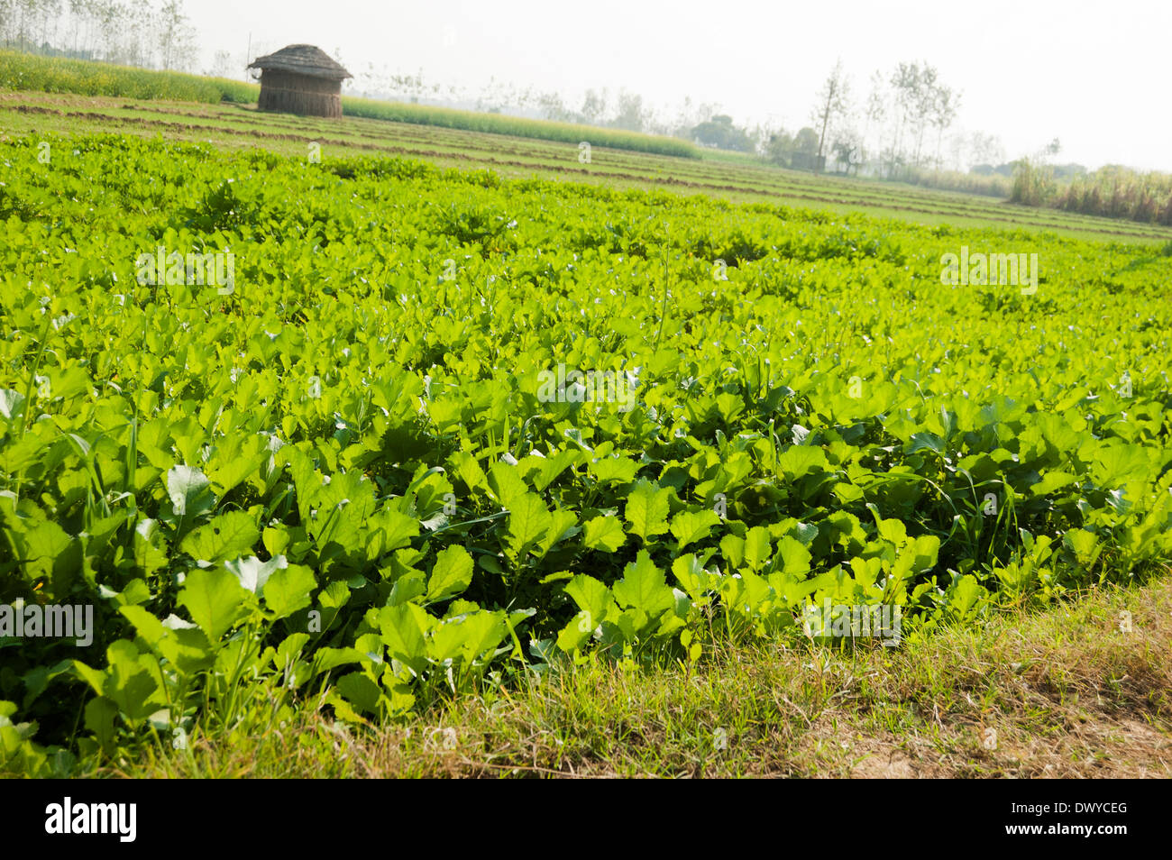 Mustard crop field india hi-res stock photography and images - Alamy