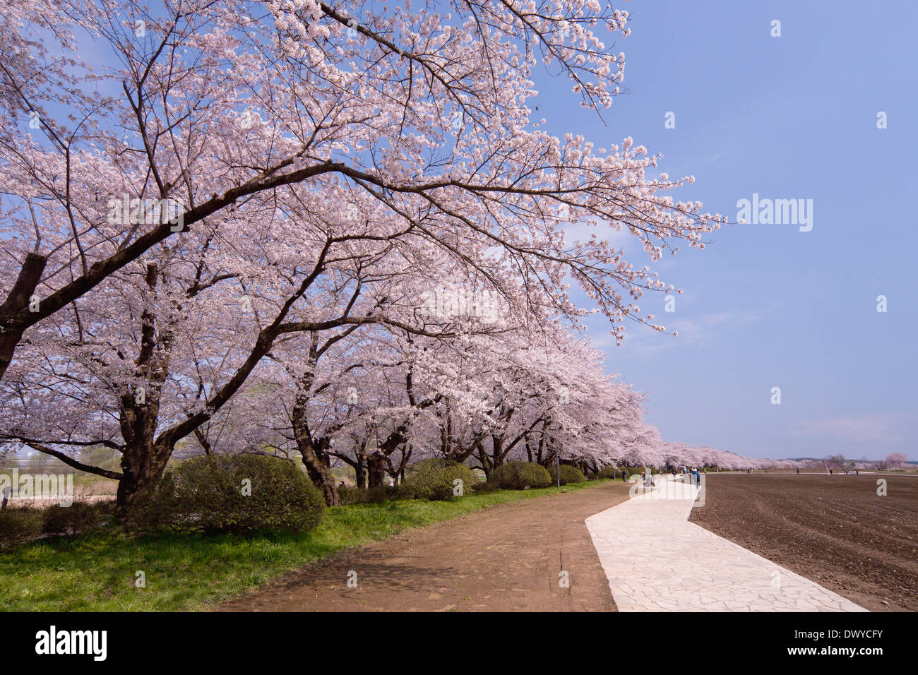 Road Lined with Cherry Blossoms Trees in Kitakami Tensho chi Park ...