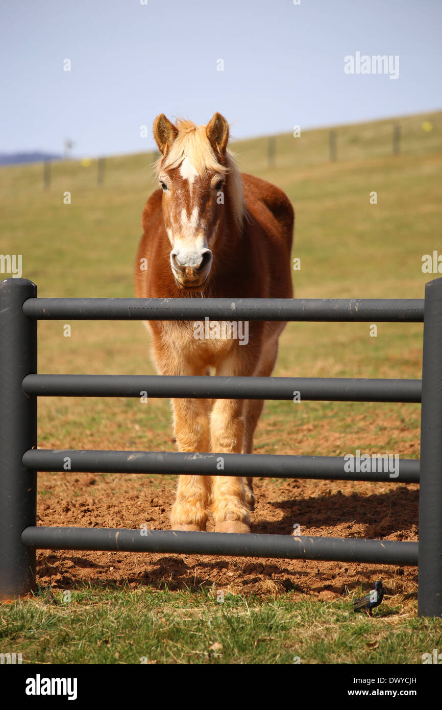 Horse in Pasture Stock Photo - Alamy