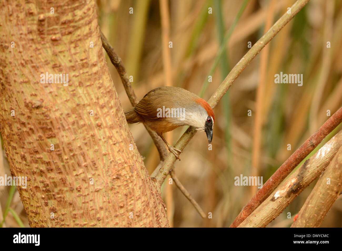 beautiful Chestnut-capped Babbler (Timalia pileata) resting on log in forest of Thailand Stock ...