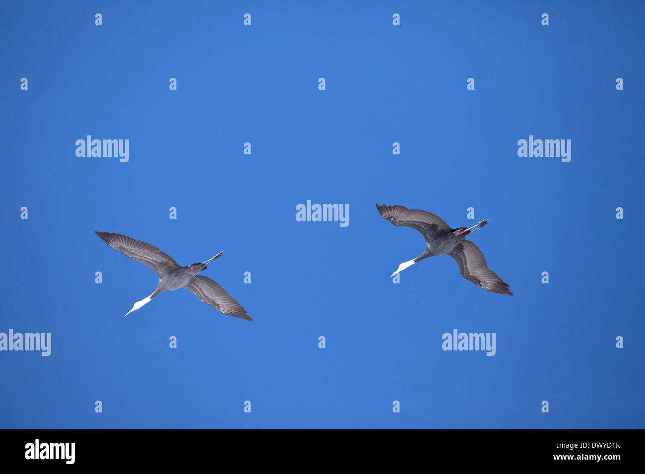 Shunan Japan High Resolution Stock Photography and Images - Alamy