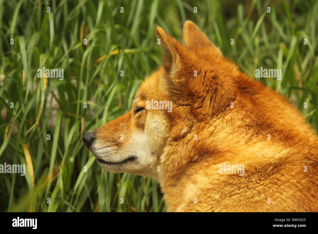 Dingo rest hi-res stock photography and images - Alamy