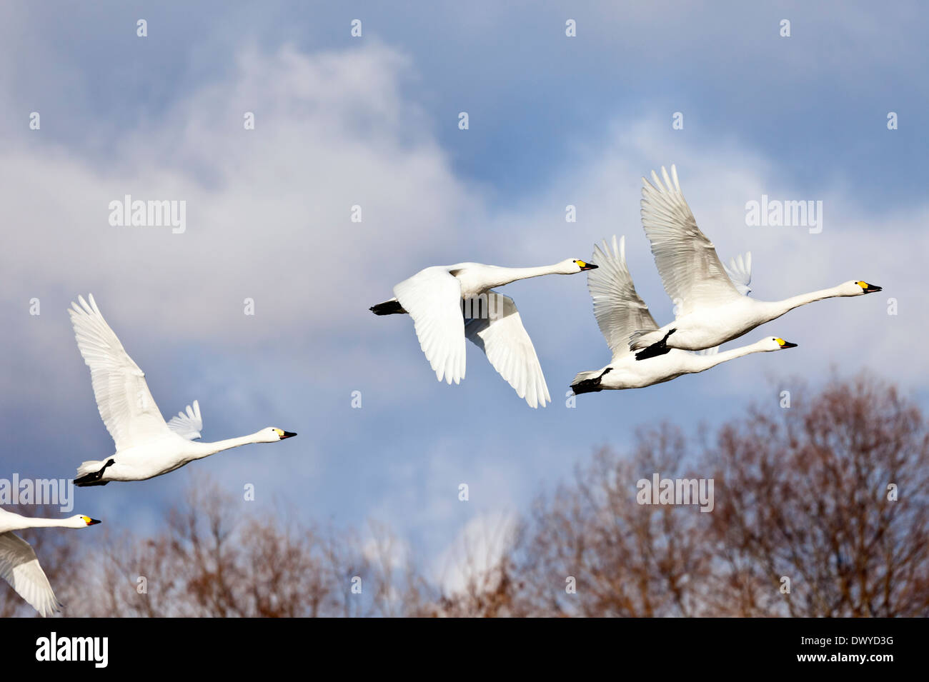 Birds Flying High Resolution Stock Photography and Images - Alamy
