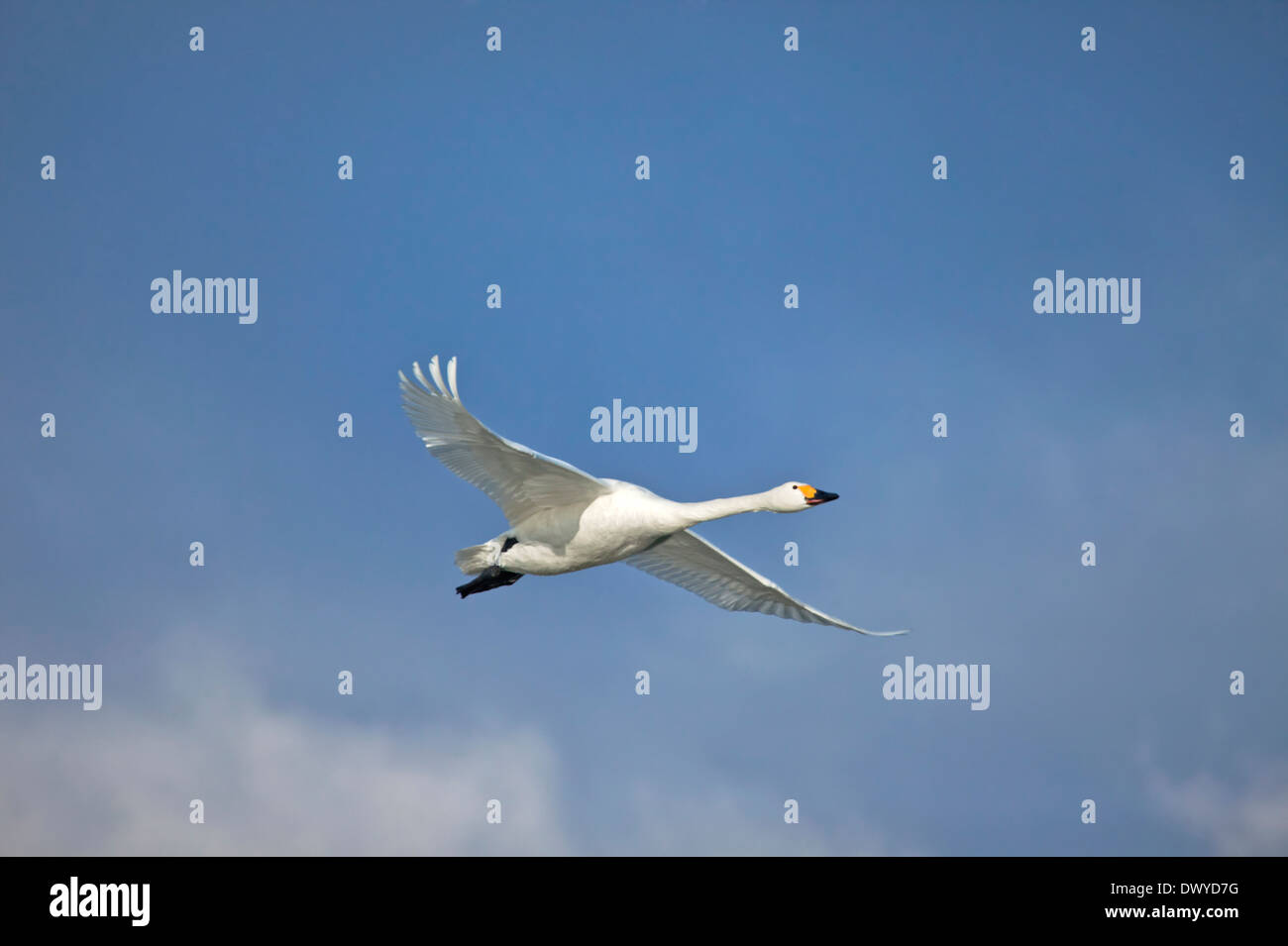 Birds Flying High Resolution Stock Photography and Images - Alamy