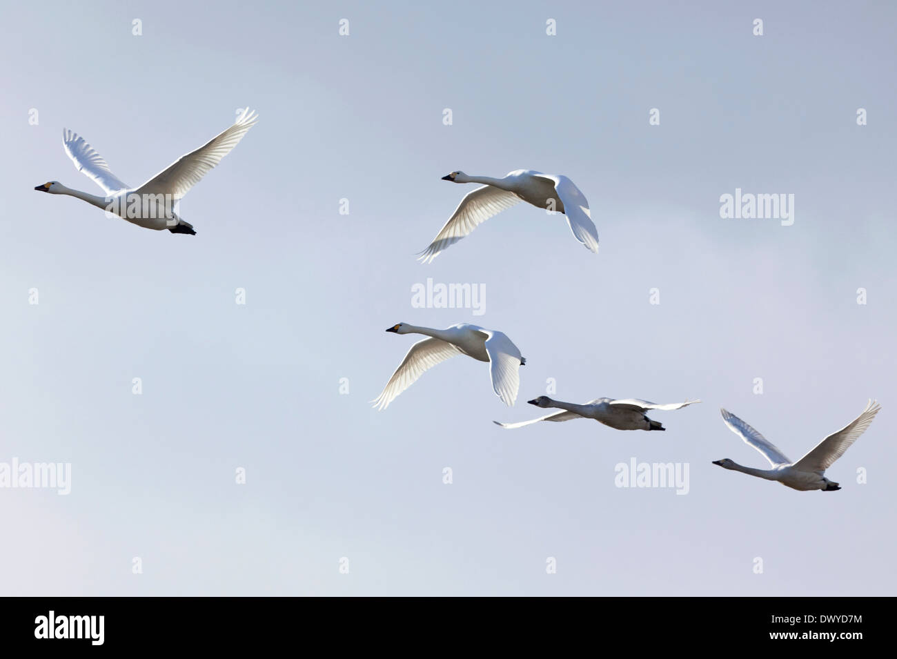 Birds flying hi-res stock photography and images - Alamy