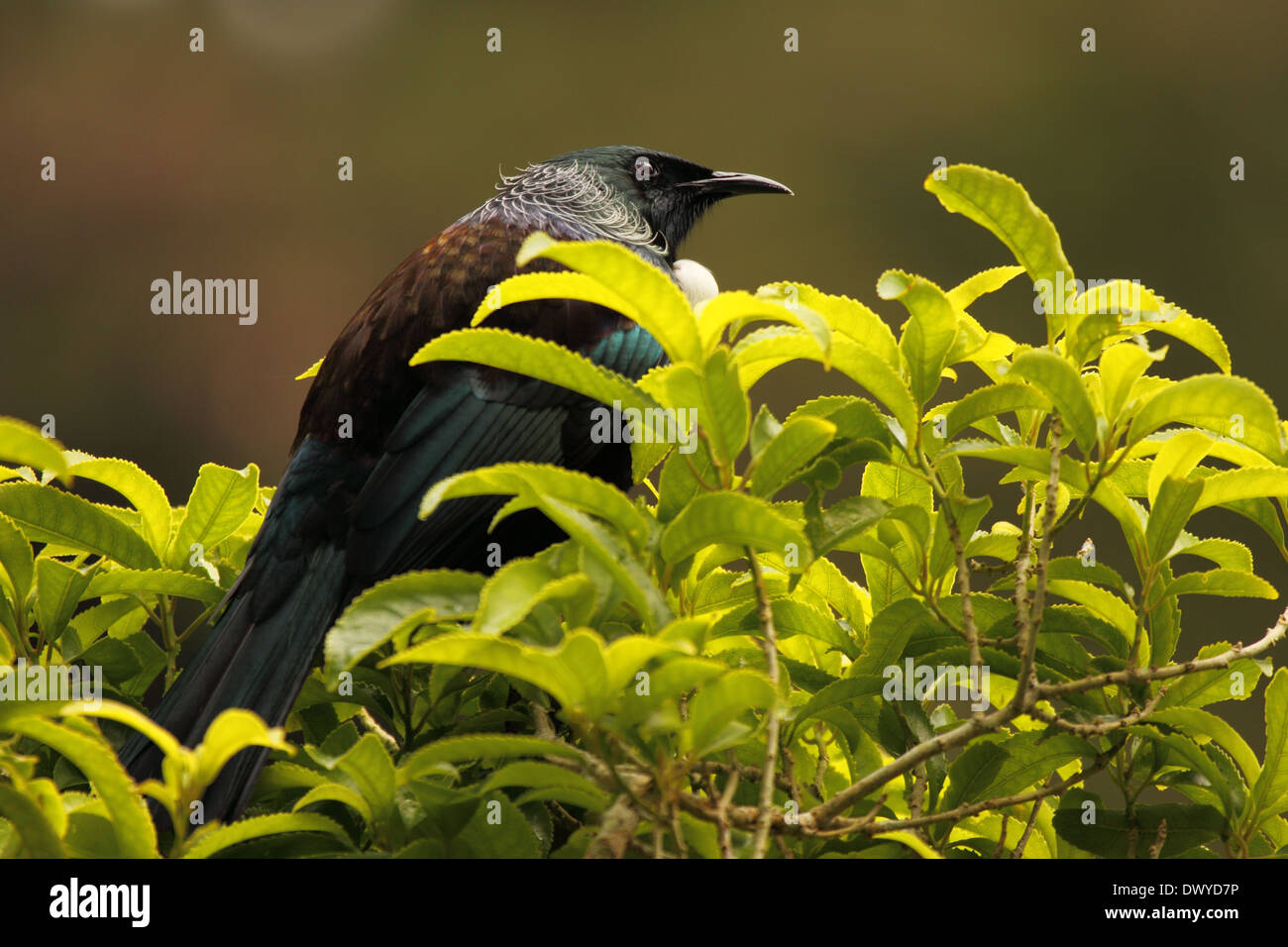 Male tui hi-res stock photography and images - Alamy