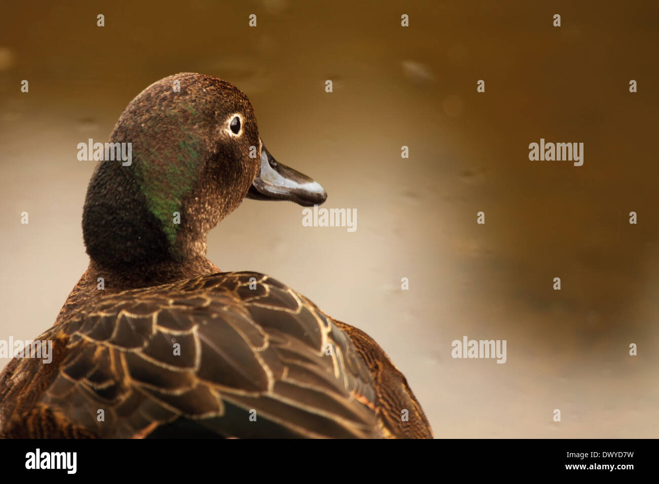 New zealand teal hi-res stock photography and images - Alamy
