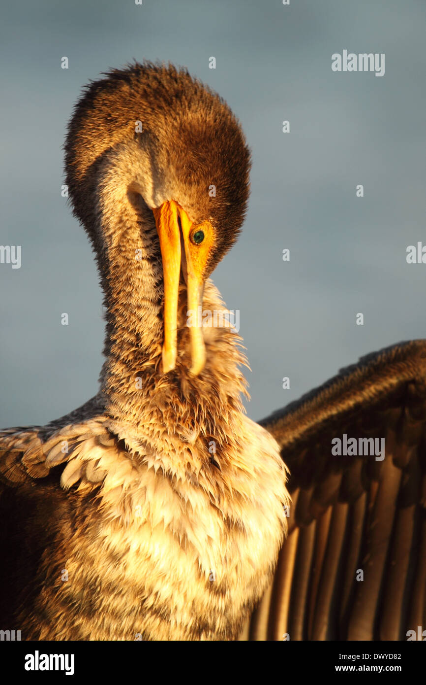 Preening animal behavior hi-res stock photography and images - Alamy