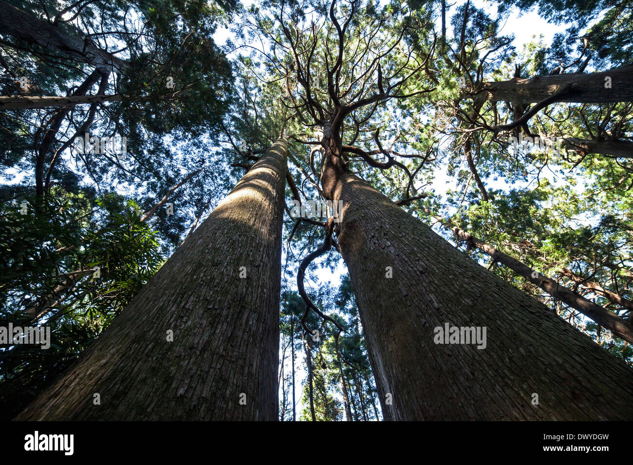 View of Looking up through a Giant Tree in Kumano Kodo, Higashimuro gun ...