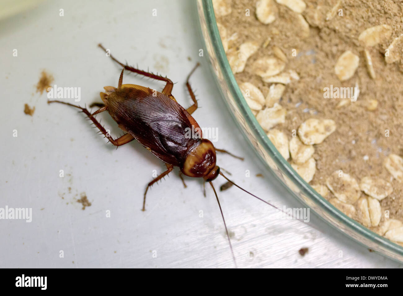 German cockroaches hi-res stock photography and images - Alamy