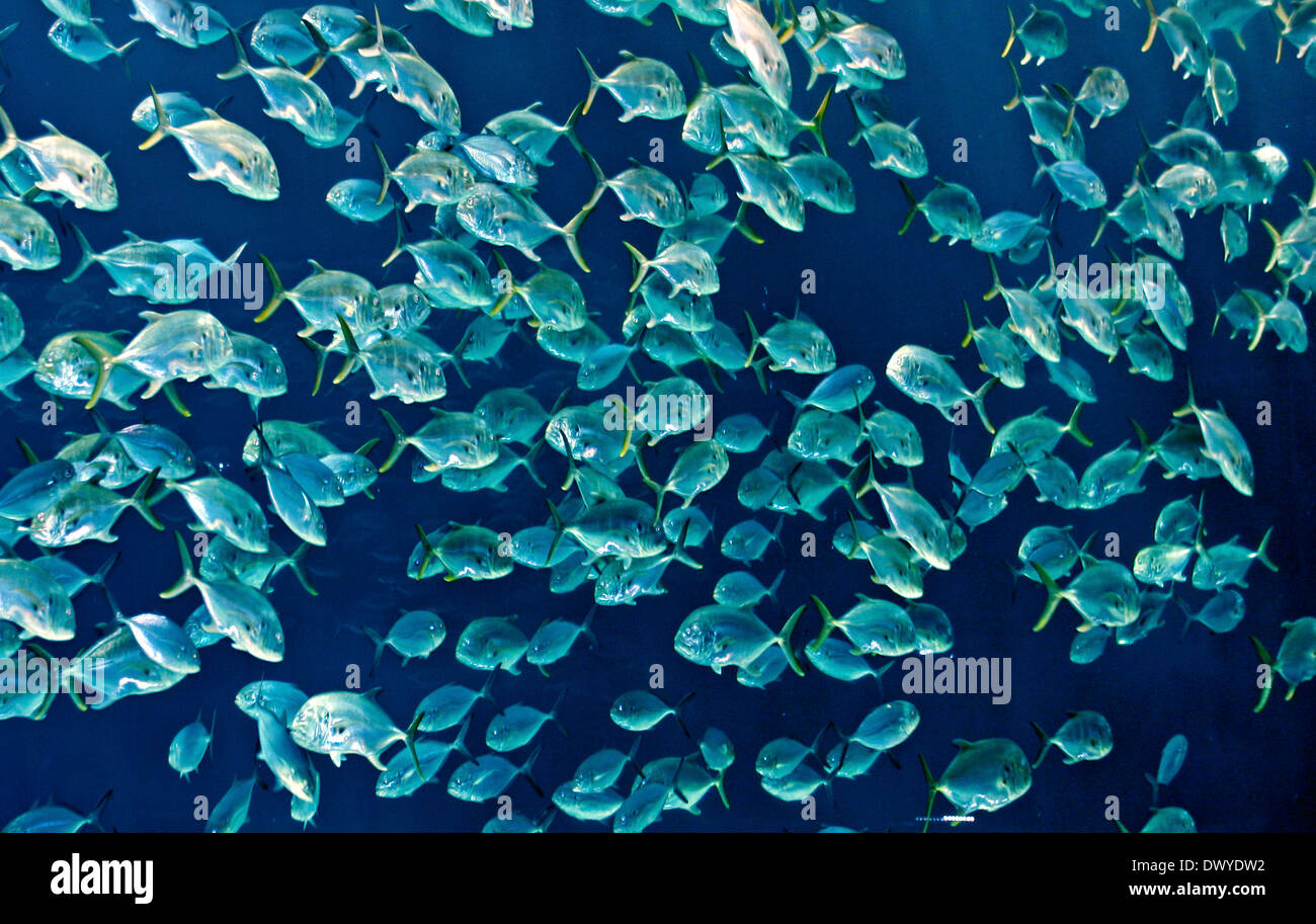 Small aquarium us hi-res stock photography and images - Alamy