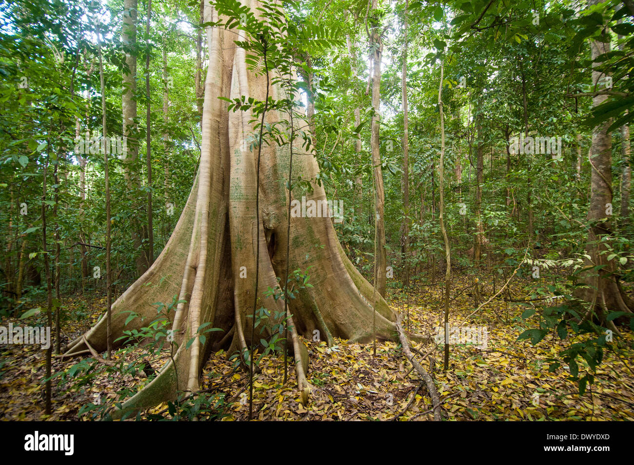 Strangler fig around tree hi-res stock photography and images - Alamy