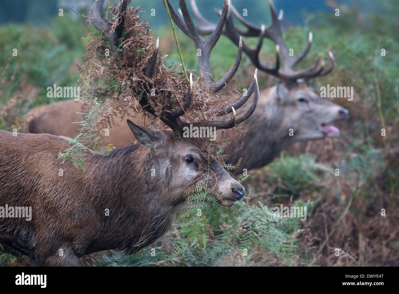 Rutting stand deer fighting hi-res stock photography and images - Alamy
