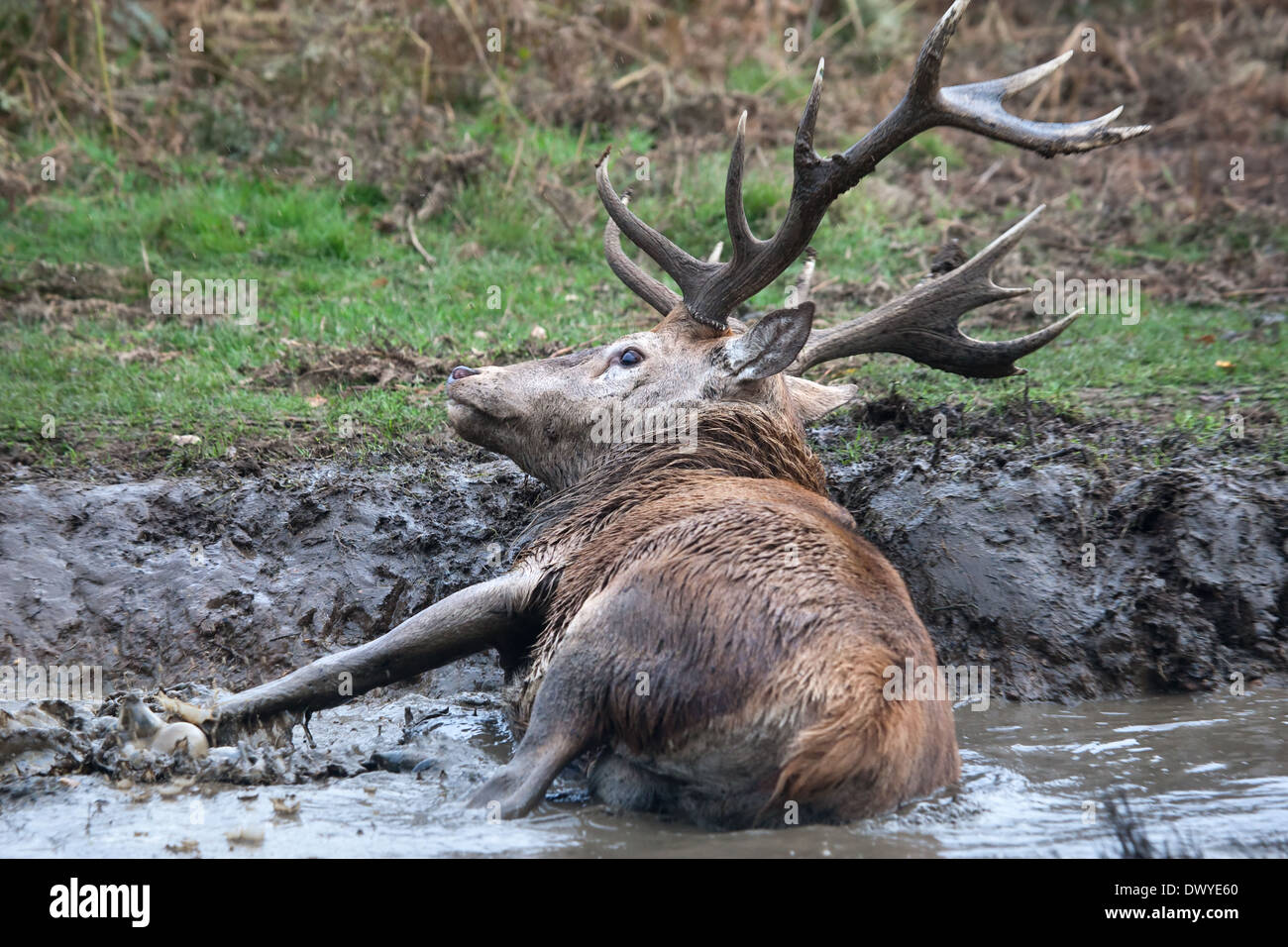 Rutting stand deer fighting hi-res stock photography and images - Alamy