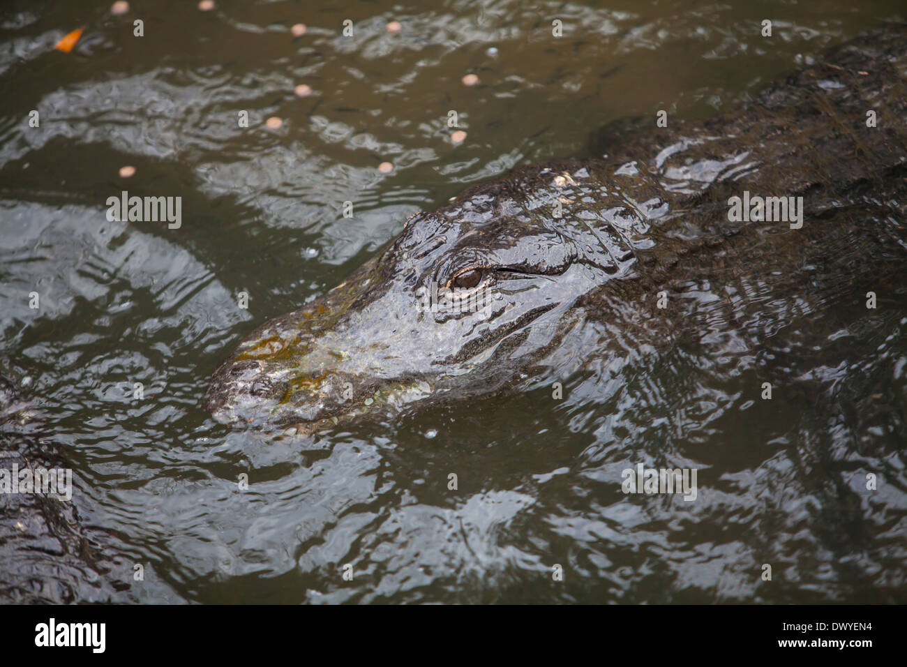 An alligator is pictured in St. Augustine alligator farm, Florida Stock ...