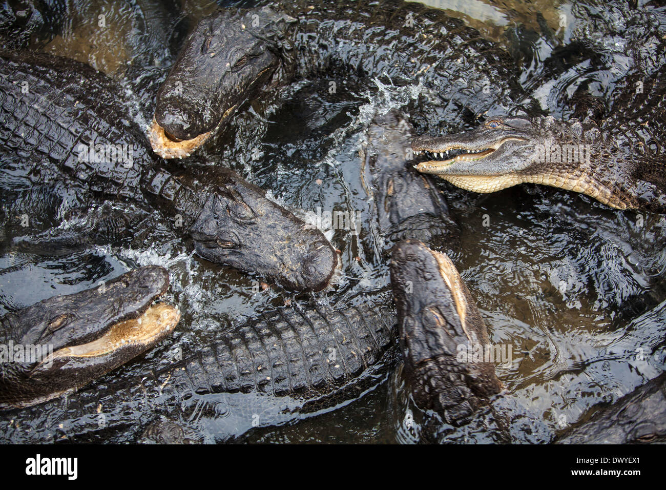 Alligators are pictured in St. Augustine alligator farm, Florida Stock ...