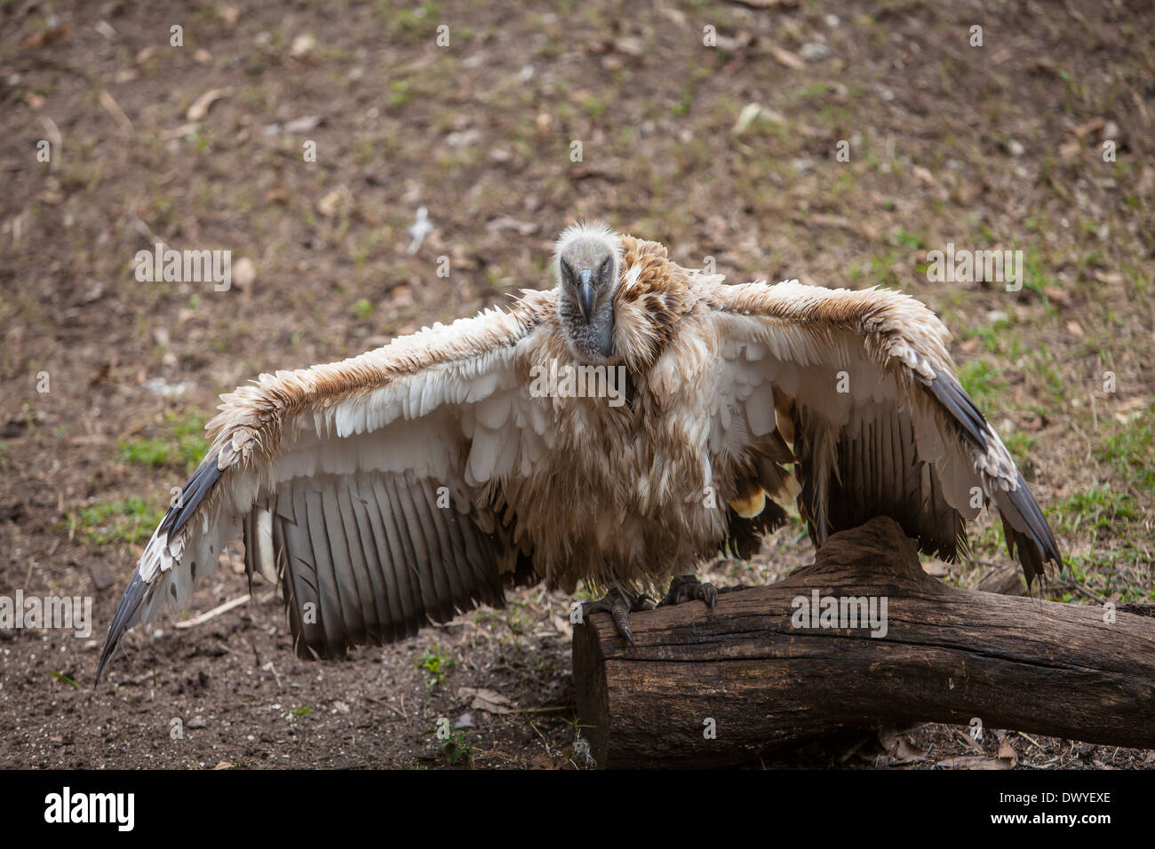 A Cape Vulture is pictured at Alligator farm Zoological Park in St ...