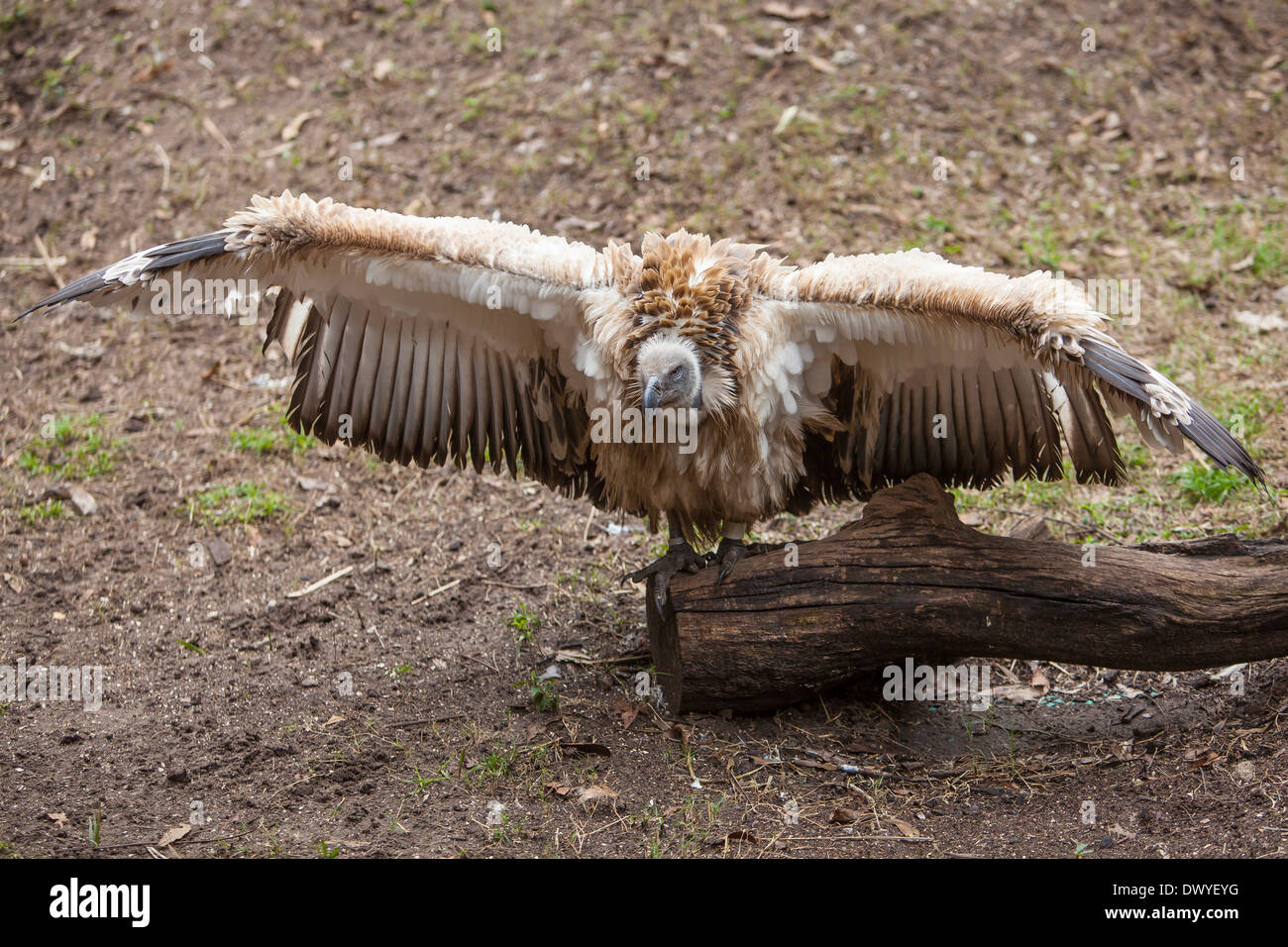 A Cape Vulture is pictured at Alligator farm Zoological Park in St ...