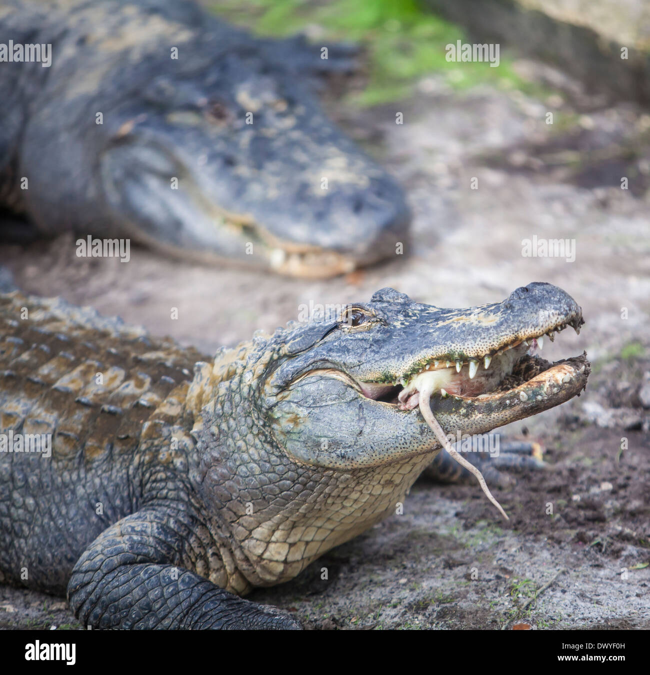 An alligator eats a rodent in St. Augustine alligator farm, Florida ...