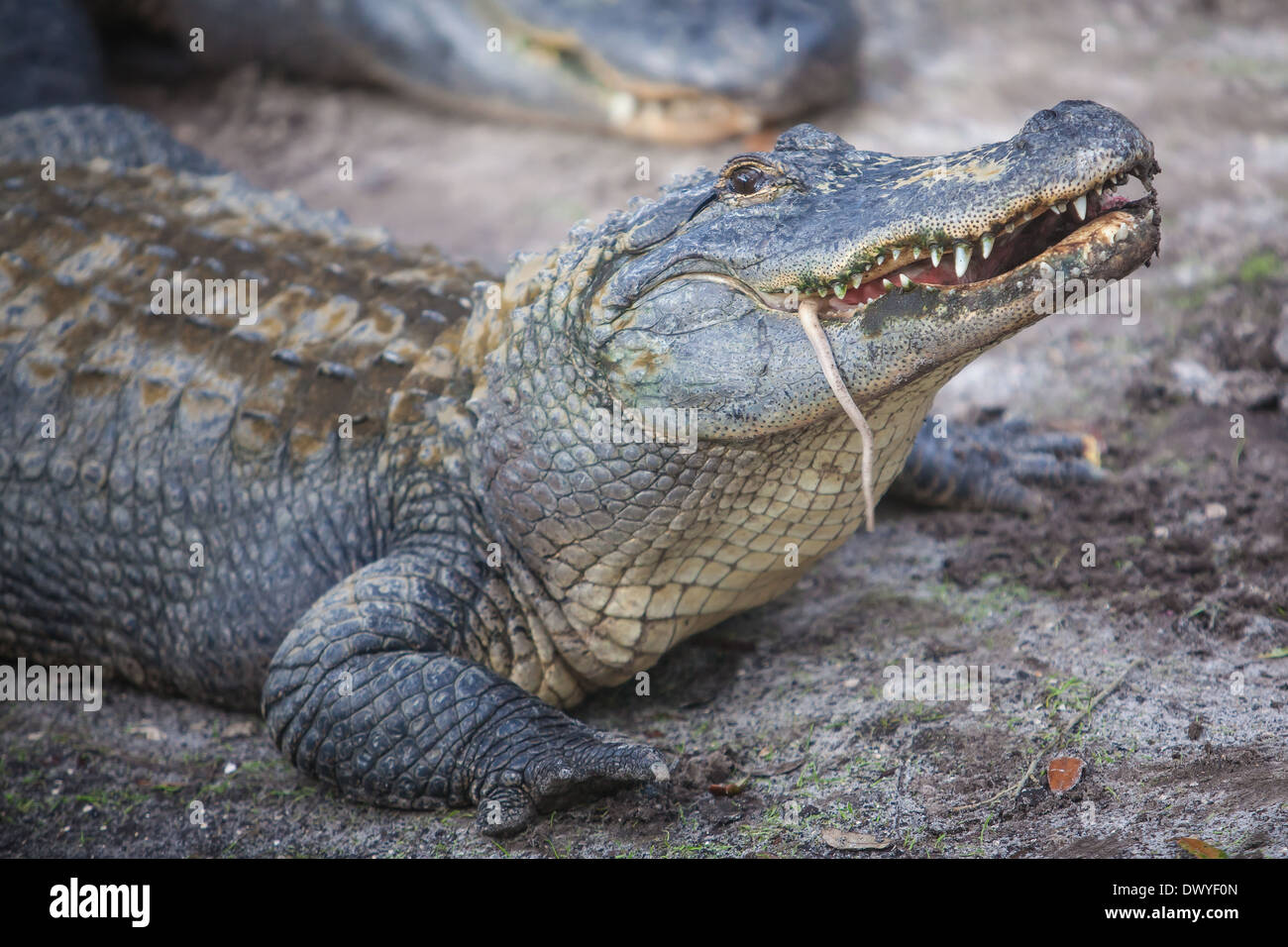 American alligator alligator mississippiensis feeding hi-res stock ...